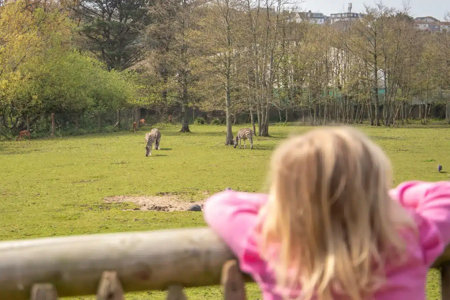 Newquay Zoo - Cool Cornwall